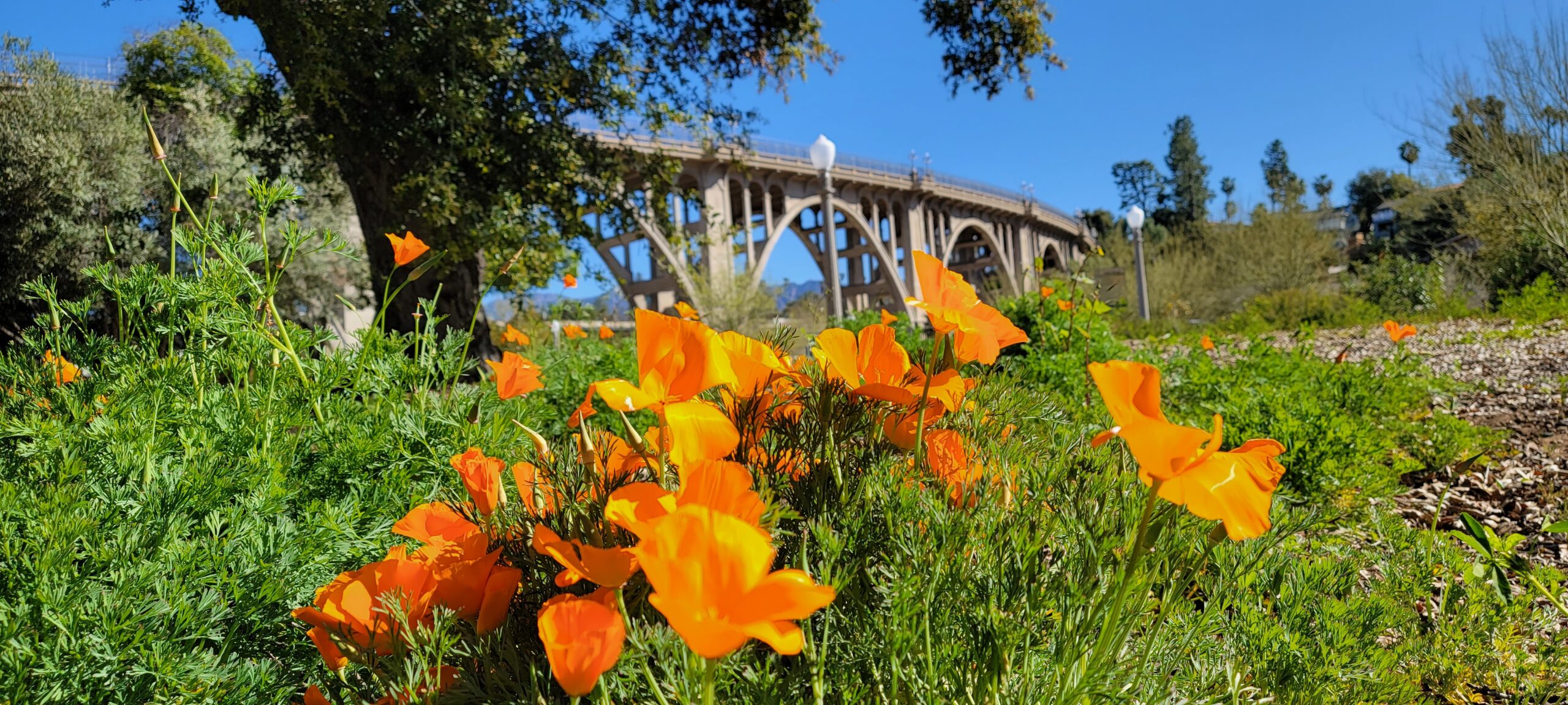 Pasadena's South Arroyo Spotlight Unique and Beautiful Attractions